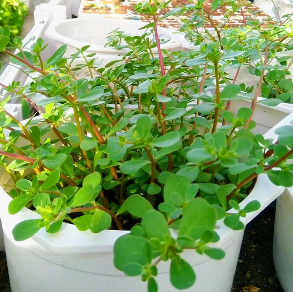 Rau sam công dụng và cách trồng trong chậu treo đơn giản - quandanang.com